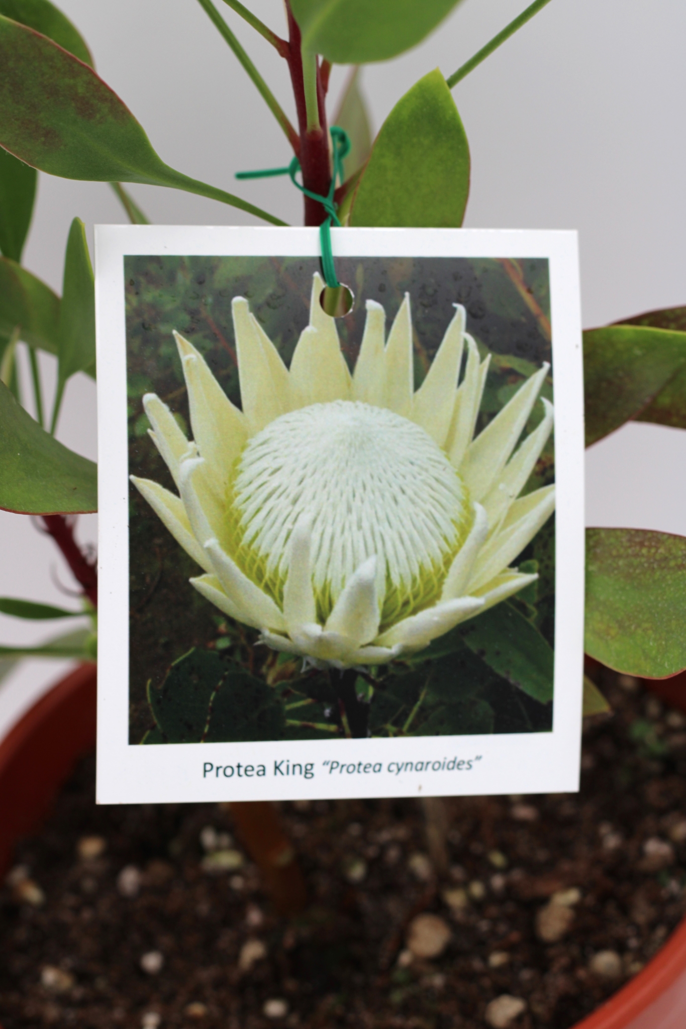 Protea King “protea cynaroides” - Horto Girassol