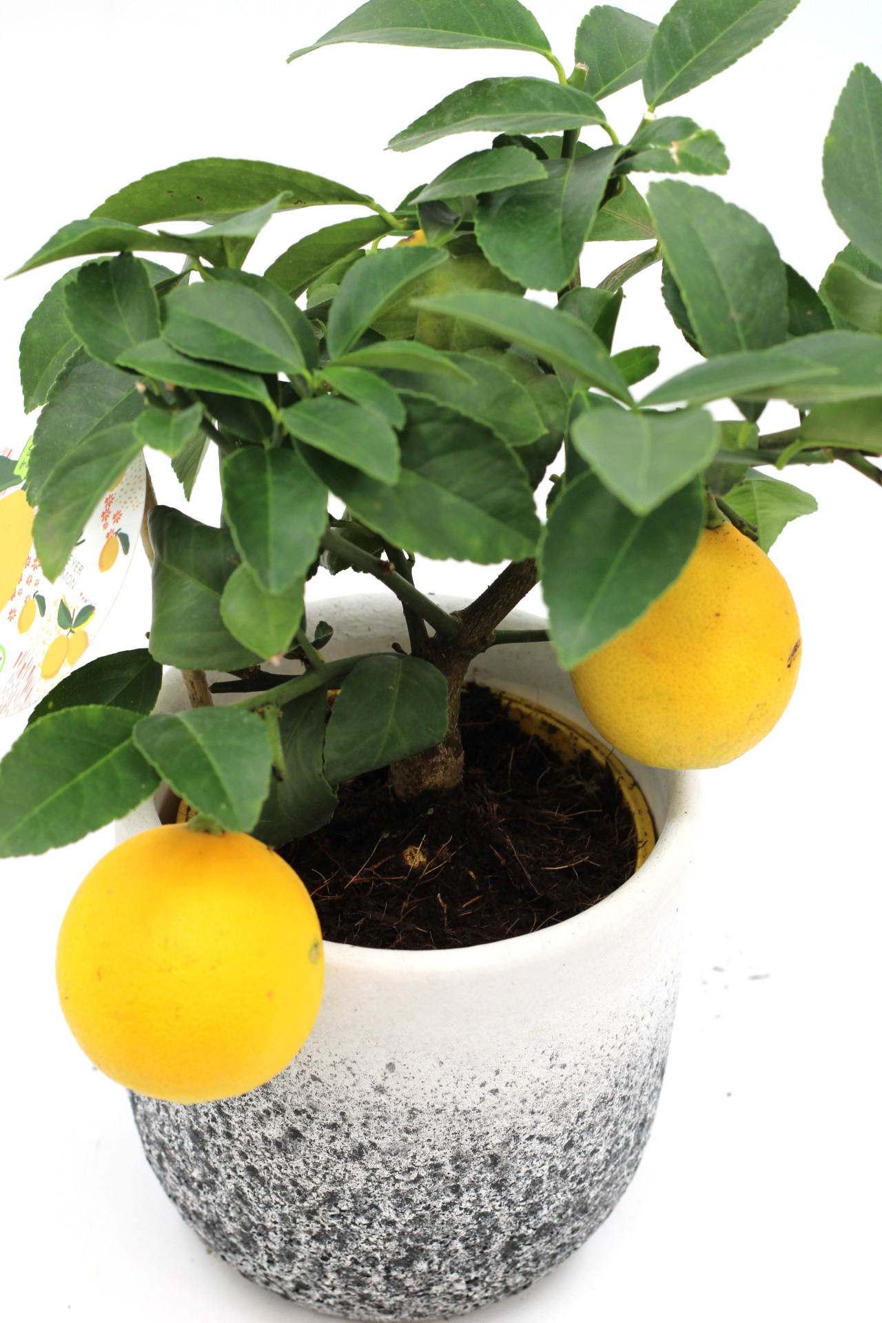 Limoeiro - Limão - Citrus interior - Horto Girassol