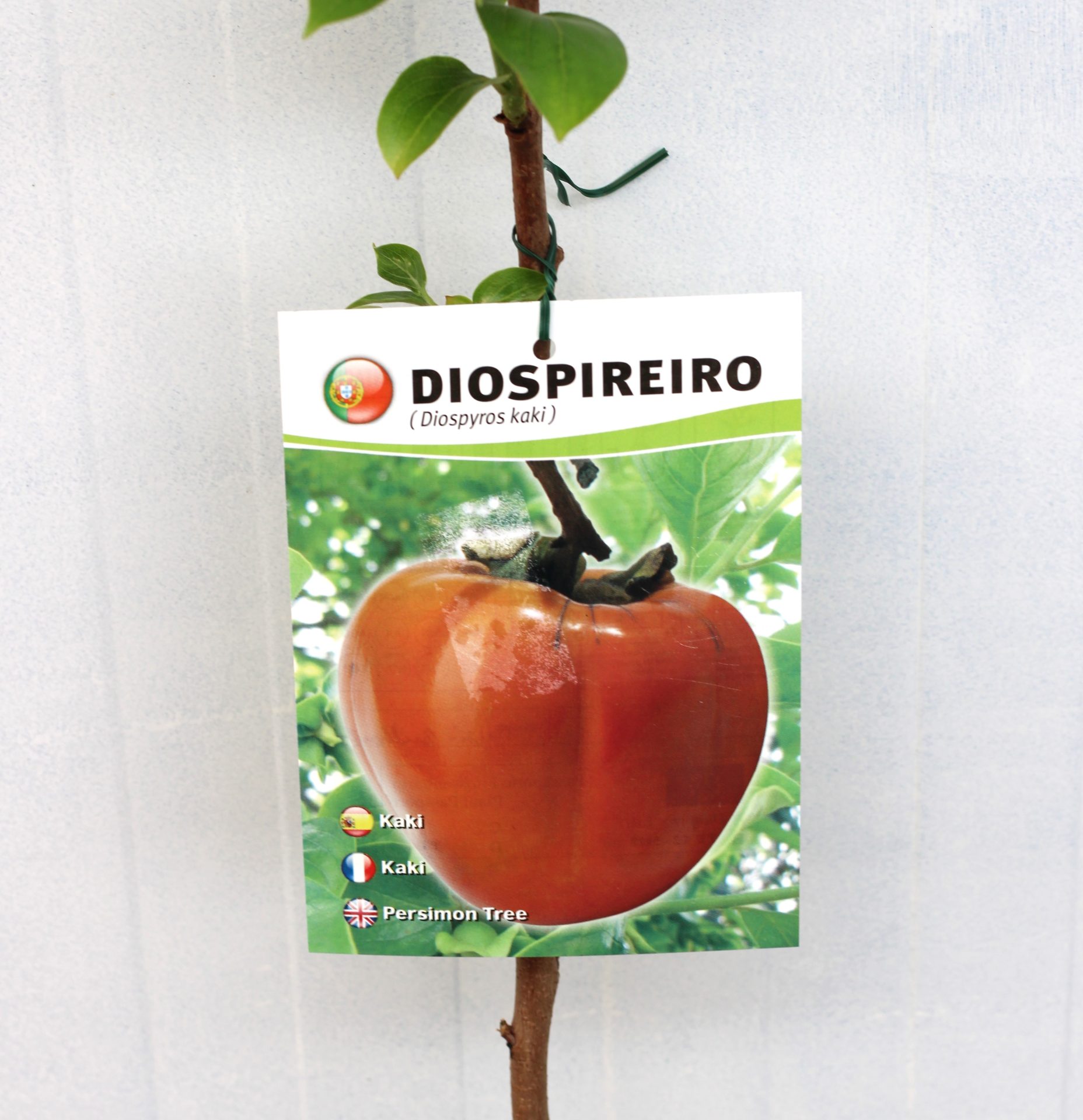 Diospireiro Rouge Brilhante (vaso) - Horto Girassol