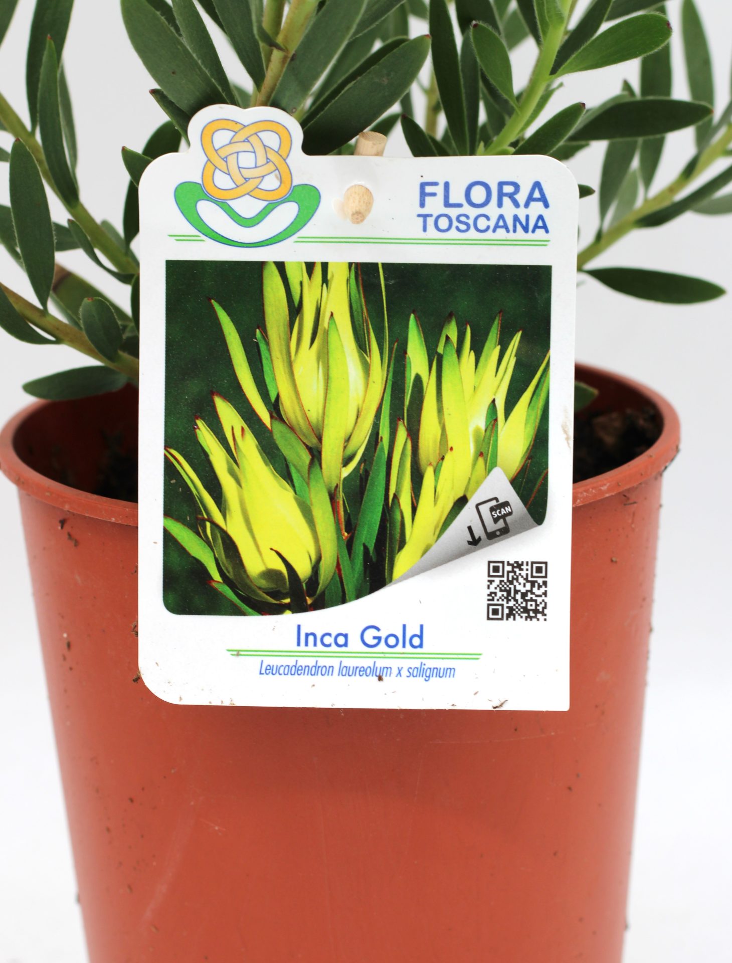Leucadendron Inca Gold - Exóticas - Horto Girassol