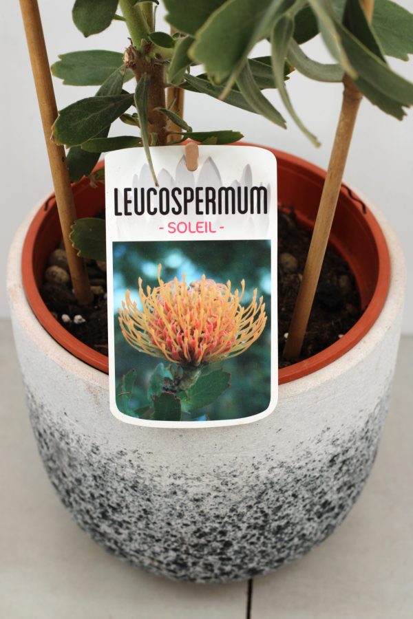 Leucospermum Soleil - Exóticas - Horto Girassol